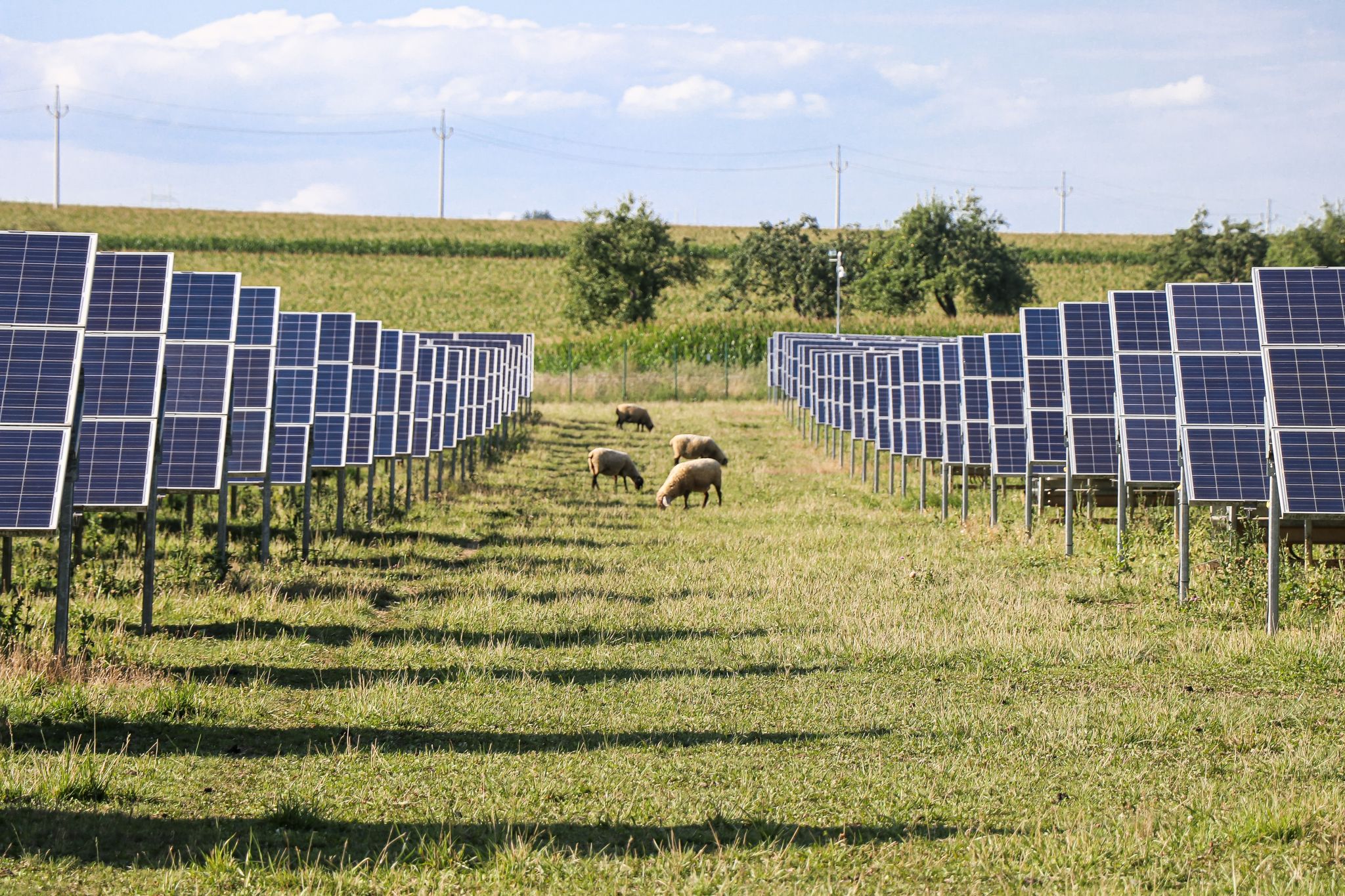 Asahi connects with Enery on Romanian solar agreement | Clean Energy ...